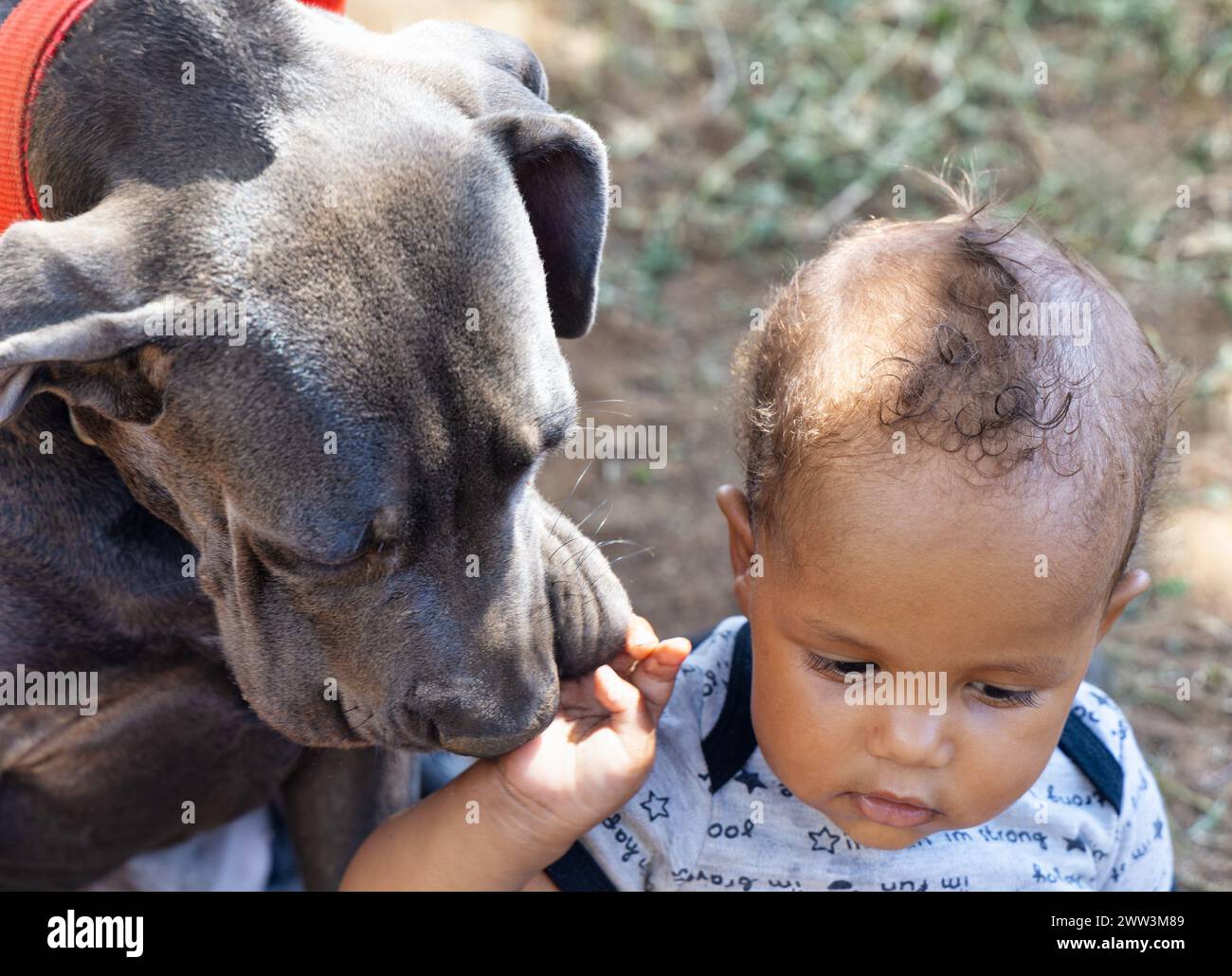 african american baby boy playing with his puppy dog, he is sitting on ...