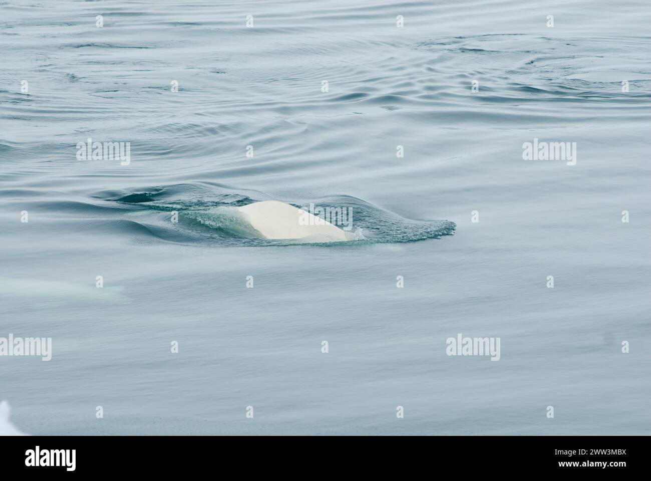 beluga whale, Delphinapterus leucas, adult in an open lead amidst the ...