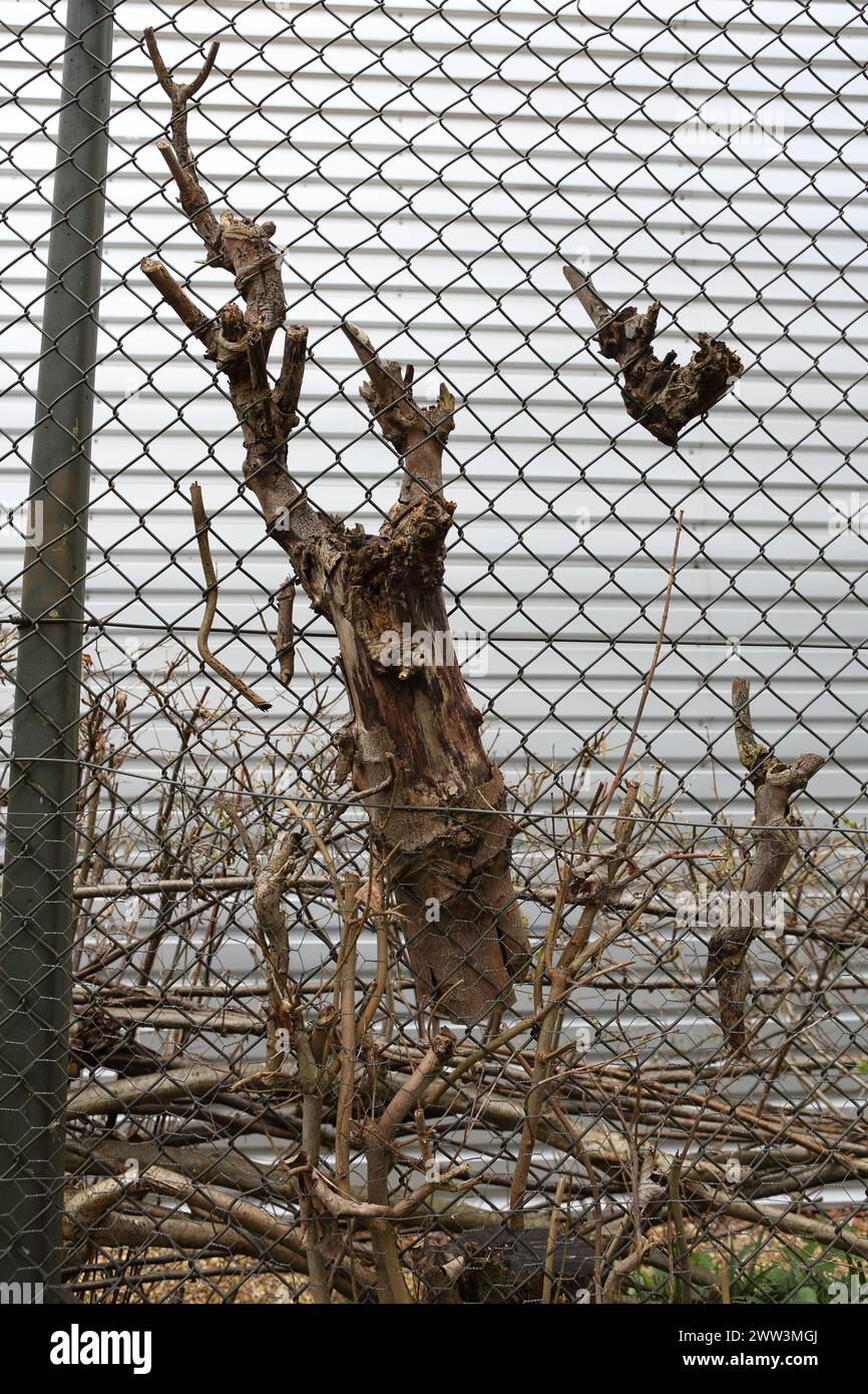 Pruned and cut stems and branches of a hedge clinging to a chainlink ...