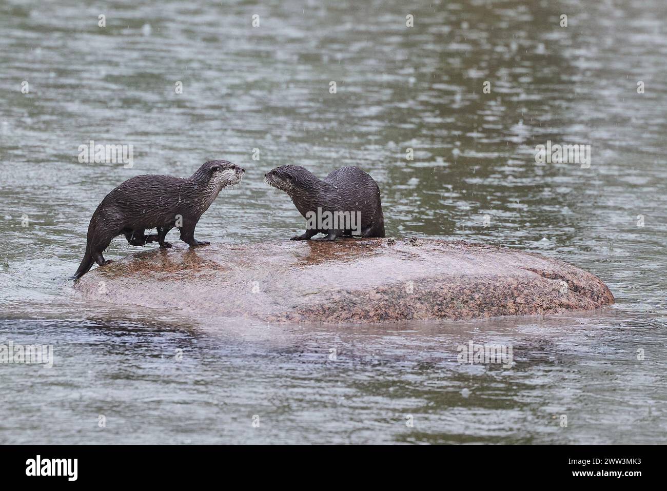 Berlin, Germany. 21st Mar, 2024. The dwarf otters Susi and Strolch romp ...