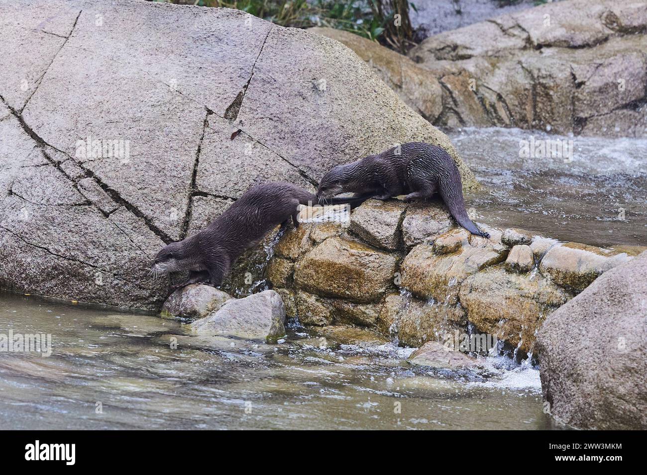 Berlin, Germany. 21st Mar, 2024. The dwarf otters Susi and Strolch romp ...