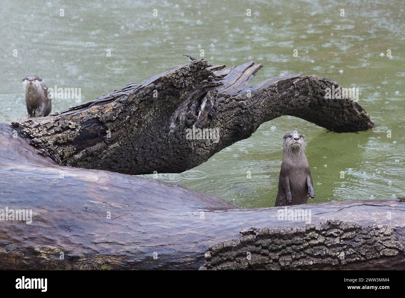 Berlin, Germany. 21st Mar, 2024. The dwarf otters Susi and Strolch romp ...