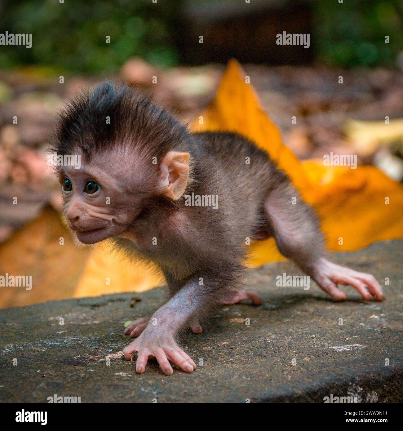Macaques expressive eyes hi-res stock photography and images - Alamy