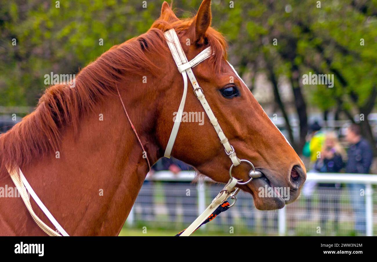 Chestnut bay stallion hi-res stock photography and images - Alamy
