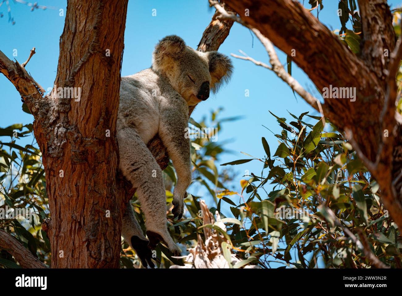 A Koala's Peaceful Slumber on Magnetic Island Stock Photo - Alamy