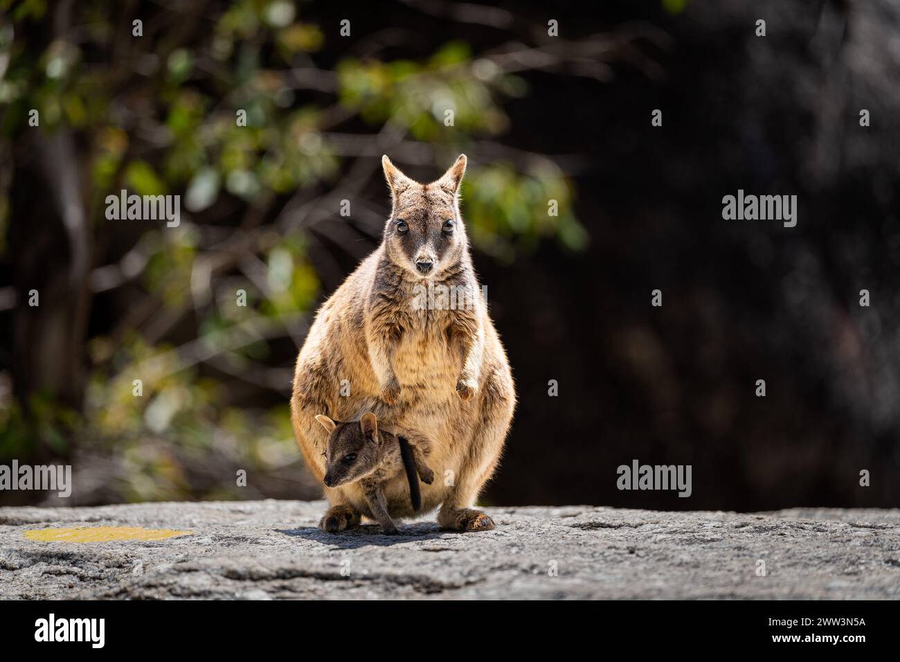 Rock Wallaby in Granite Gorge Nature Park, Queensland , Australia Stock ...