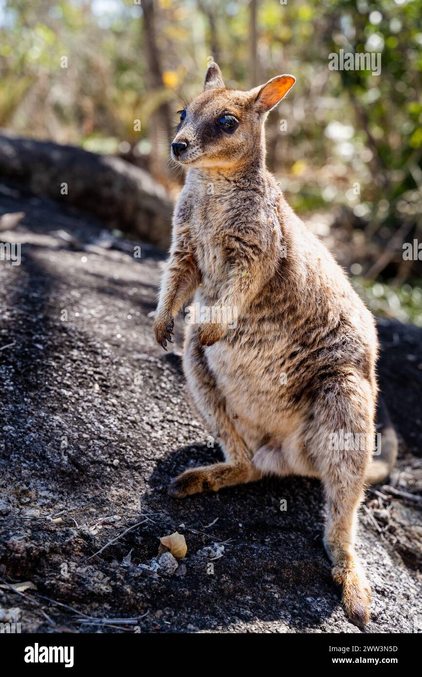 Rock Wallaby in Granite Gorge Nature Park, Queensland , Australia Stock ...