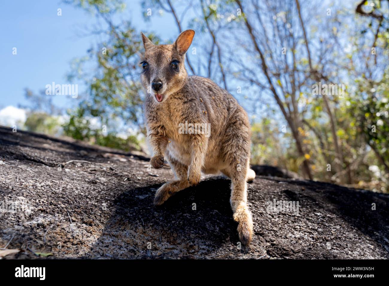 Rock Wallaby in Granite Gorge Nature Park, Queensland , Australia Stock ...