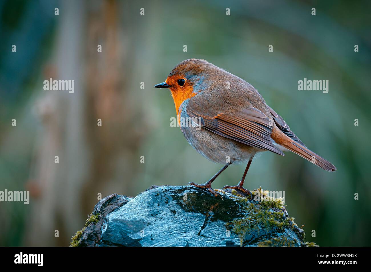 Robin portrait of a robin in the netherlands hi-res stock photography ...