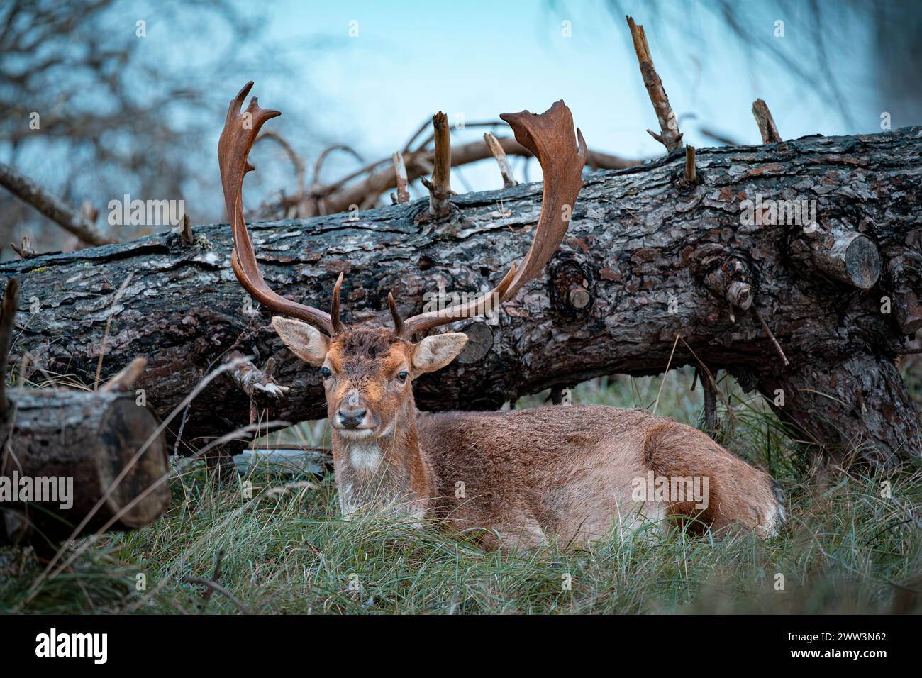 European fallow deer in the Amsterdamse Waterleidingduinen Stock Photo ...