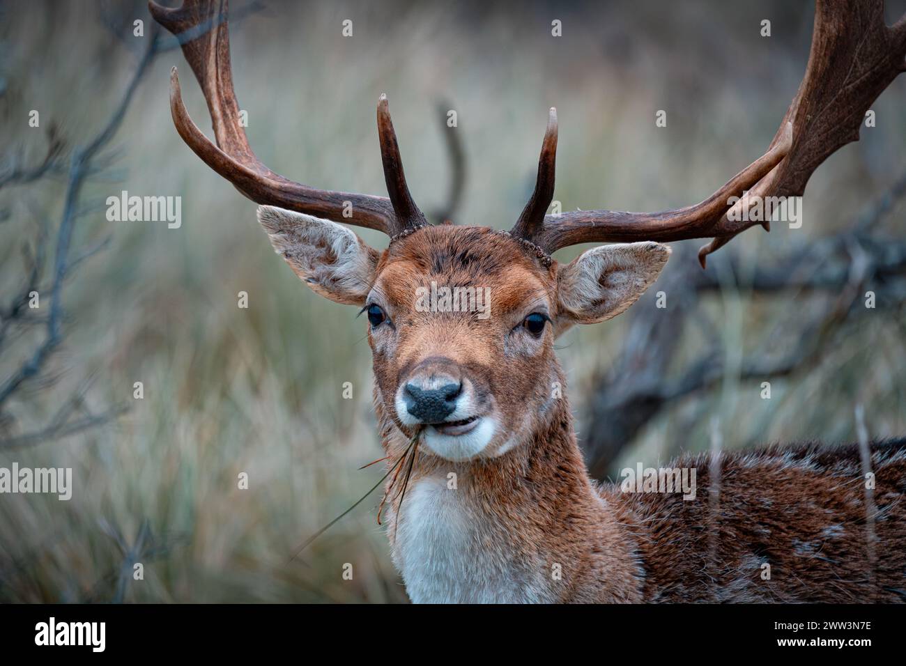 European fallow deer in the Amsterdamse Waterleidingduinen Stock Photo ...