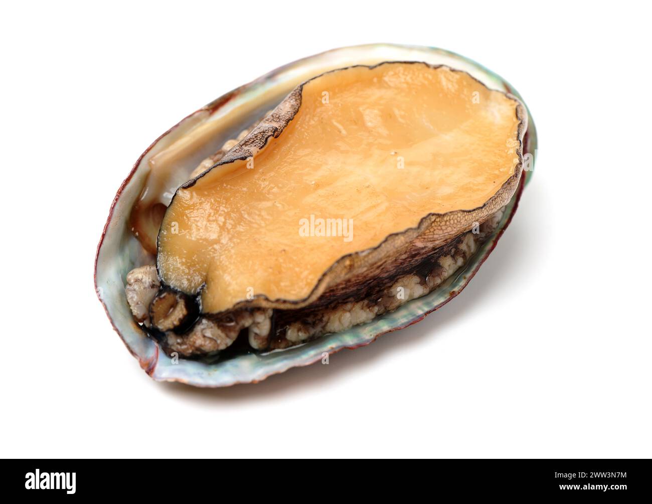 Raw abalones on the white background Stock Photo - Alamy