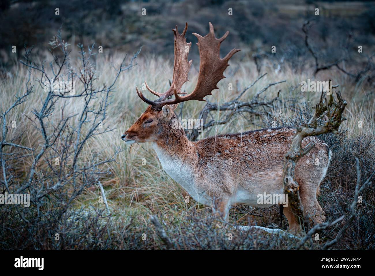 European fallow deer in the Amsterdamse Waterleidingduinen Stock Photo ...