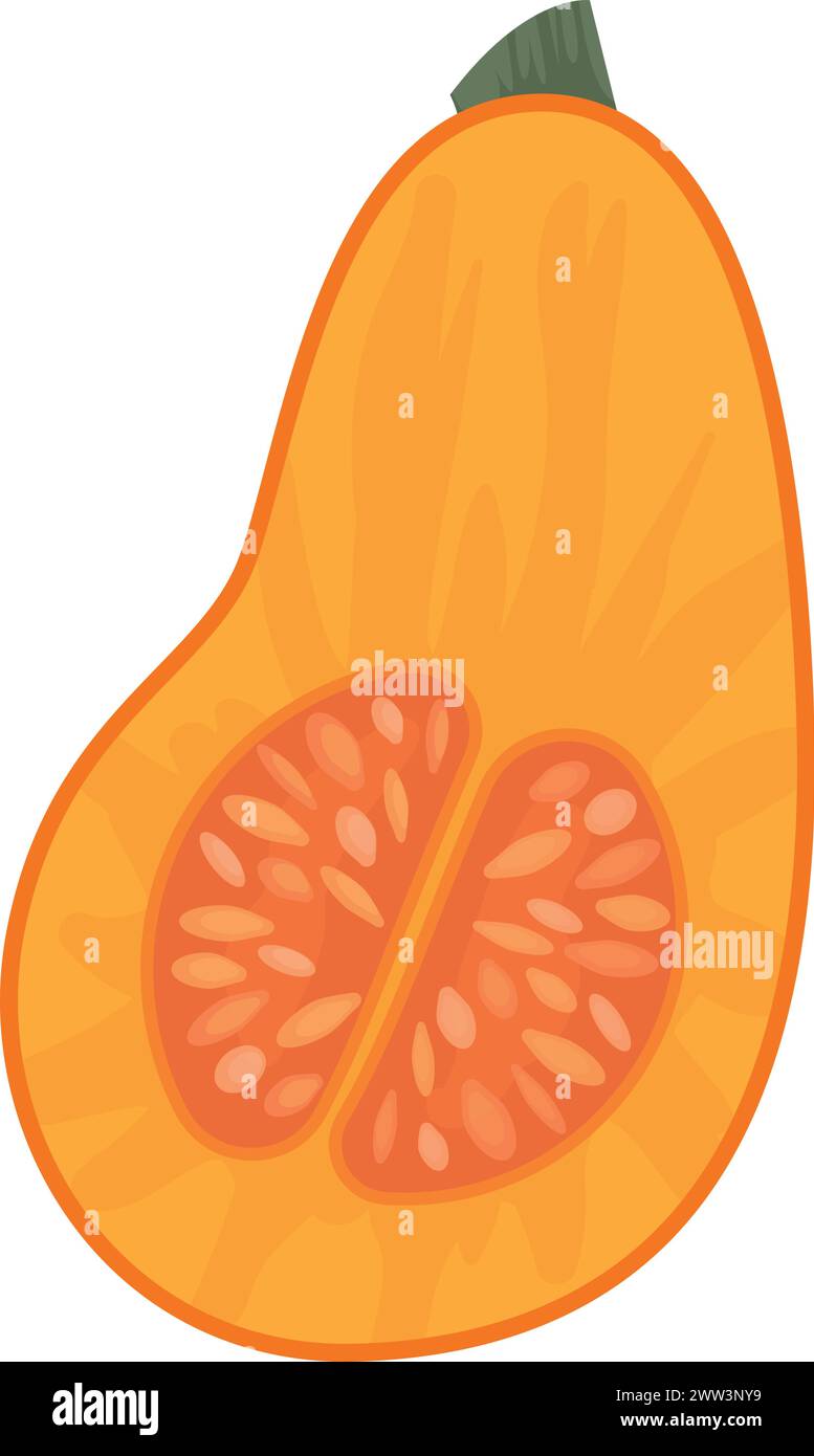 Raw squash half cut. Organic vegetable food isolated on white ...