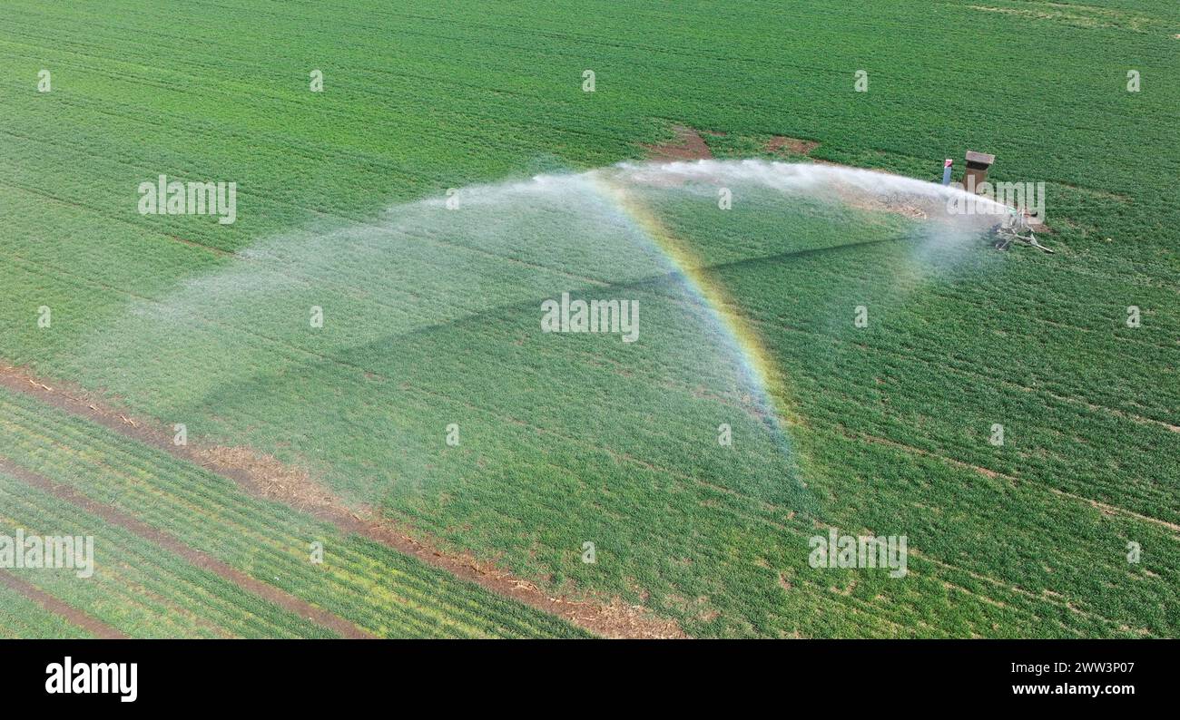 Zouping, China. 21st Mar, 2024. ZOUPING, CHINA - MARCH 21, 2024 - A ...