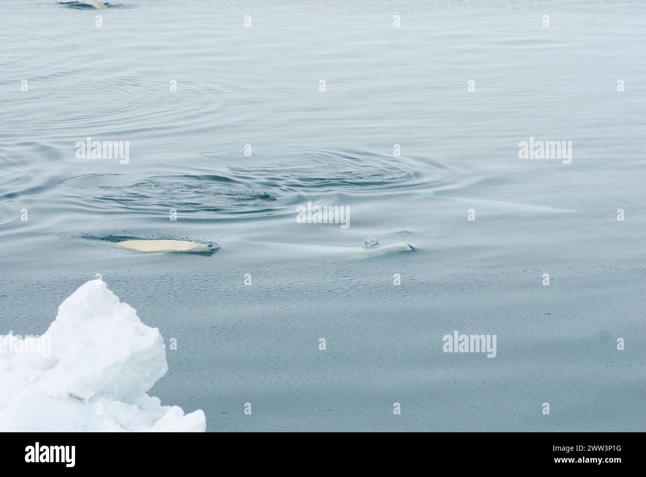 beluga whale, Delphinapterus leucas, adult in an open lead amidst the ...