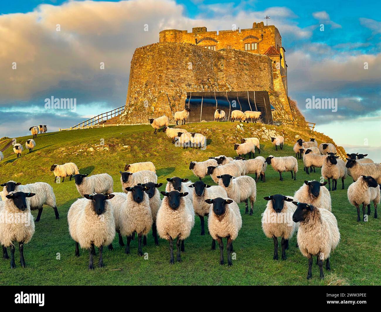A daytime view of Lindisfarne Castle on Holy Island in Northumberland in Spring with a flock of ...
