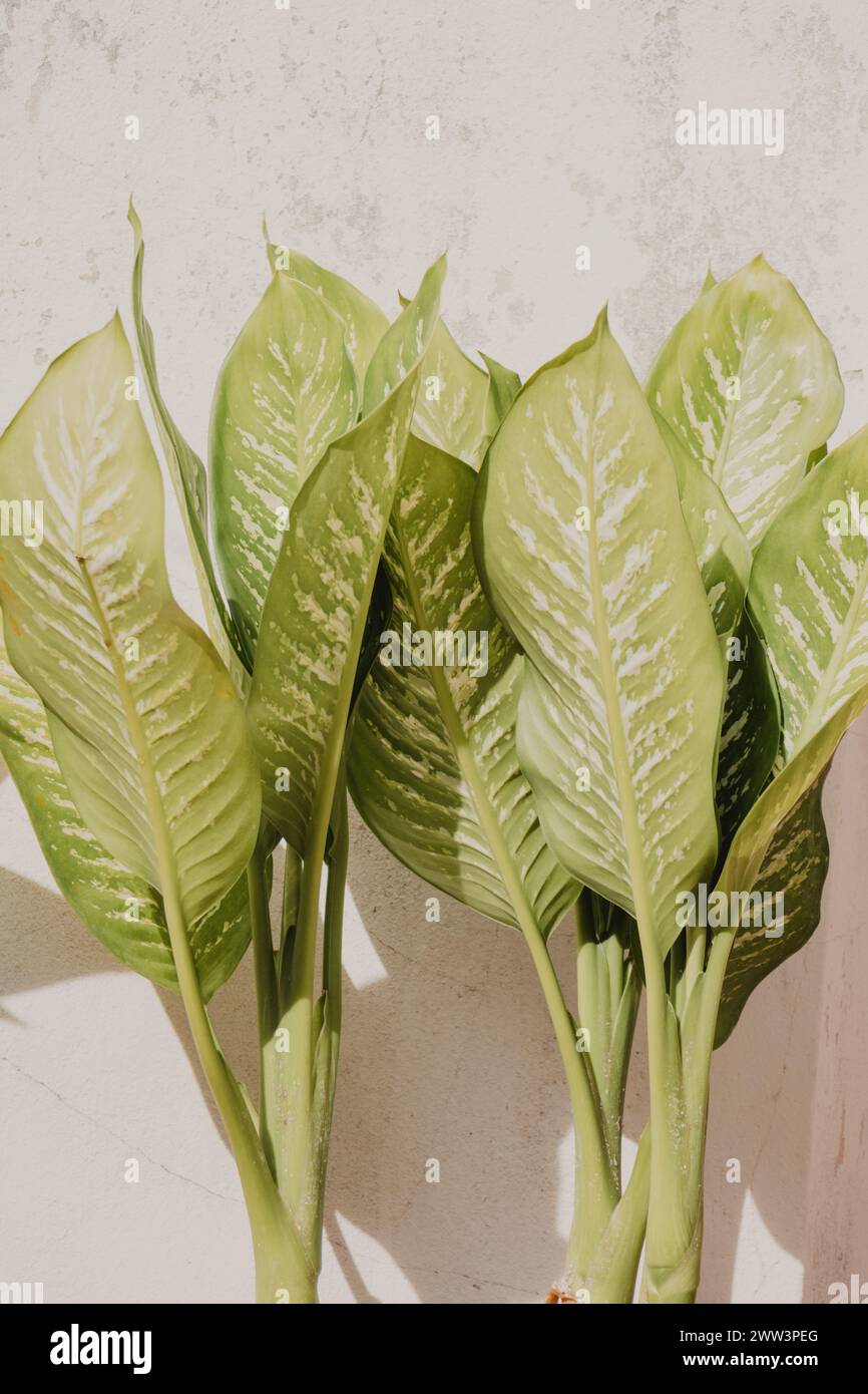 dumb cane leaves with copyspace Stock Photo - Alamy