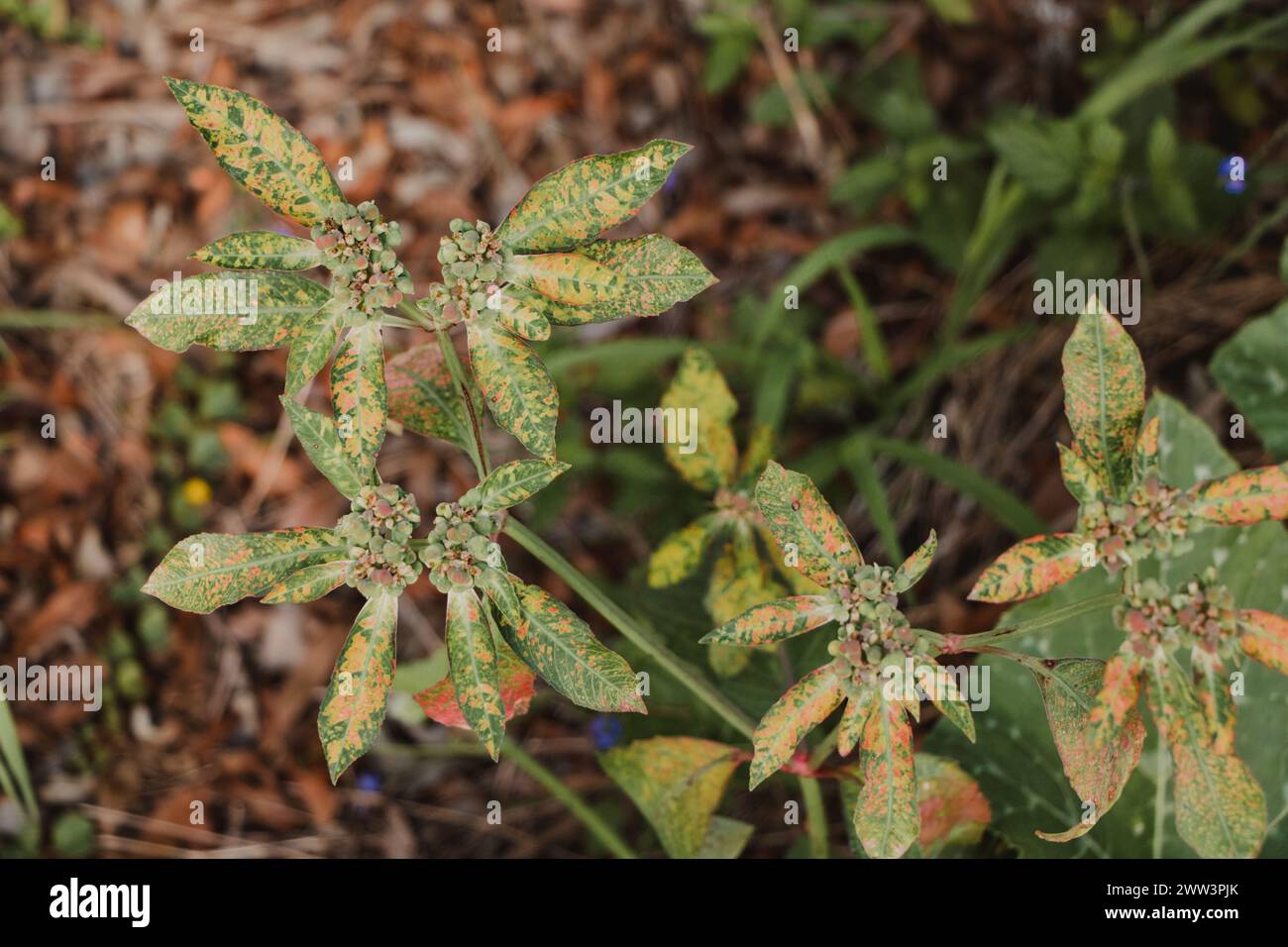 plant with dotted pattern leaves Stock Photo - Alamy