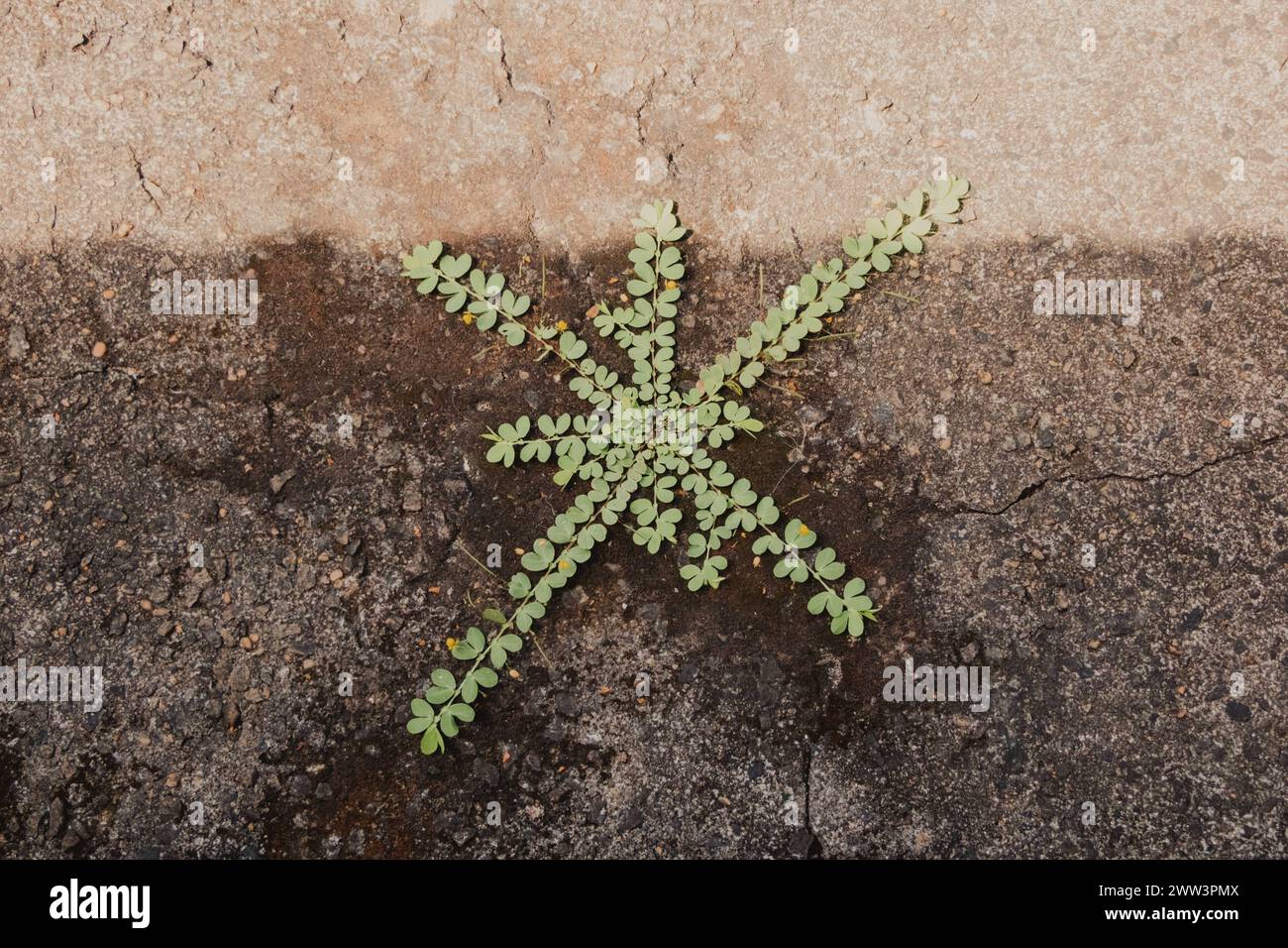 Star of leaves texture hi-res stock photography and images - Alamy