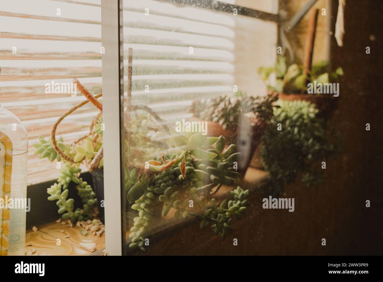 succulent vases aligned at the window Stock Photo - Alamy