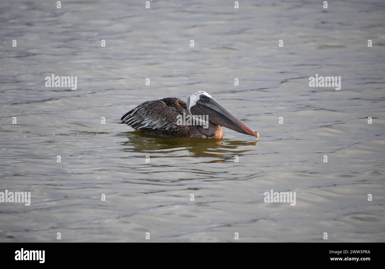 Large brown pelican floating on the waters surface Stock Photo - Alamy