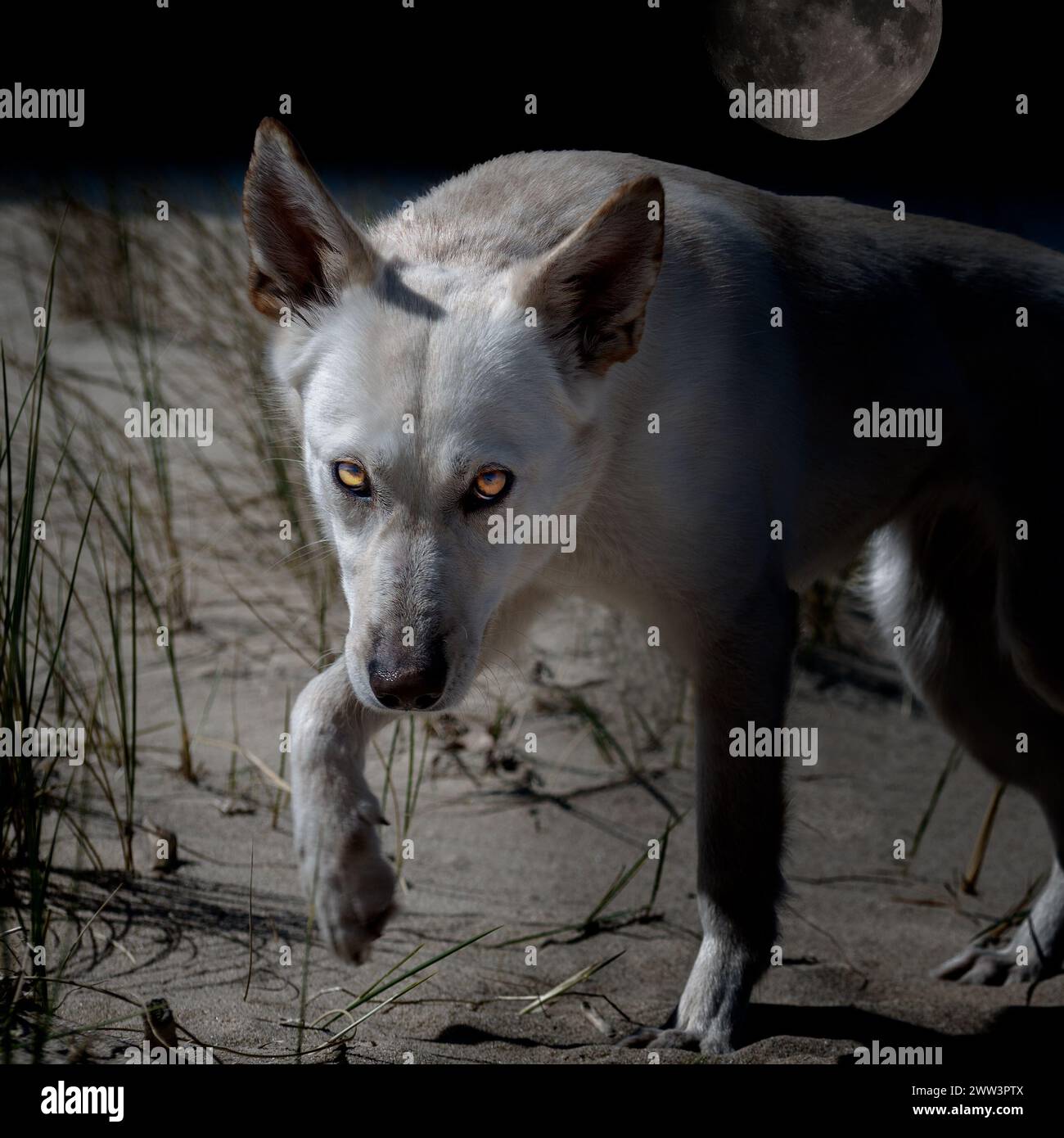 Wolf dog during full moon night - close up shot Stock Photo - Alamy