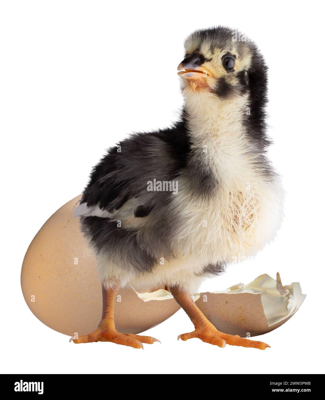 Very small chicken chick leaving its eggshell behind and looking around ...