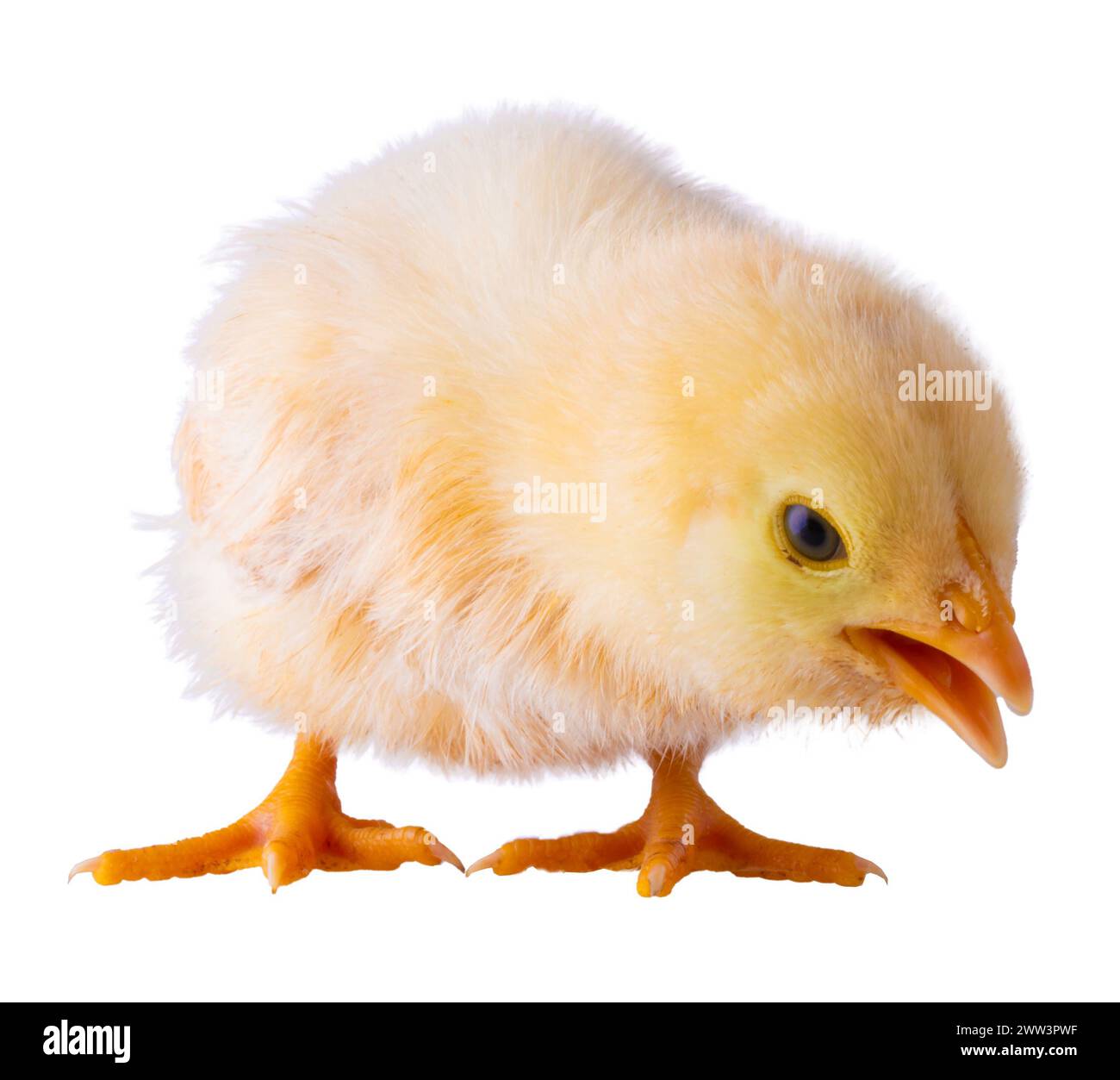 Head chicken squawking hi-res stock photography and images - Alamy