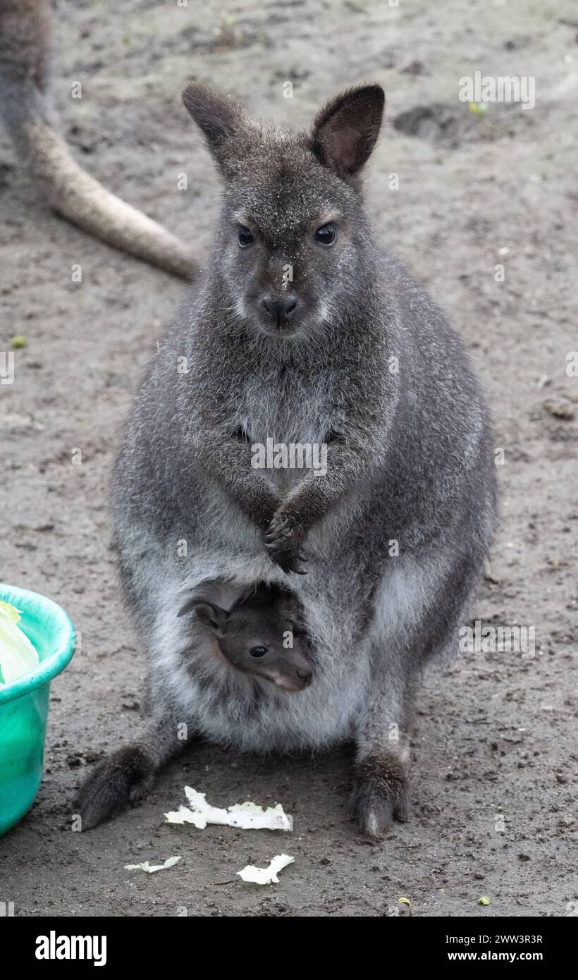 Stralsund, Germany. 21st Mar, 2024. A baby kangaroo sticks its head out ...