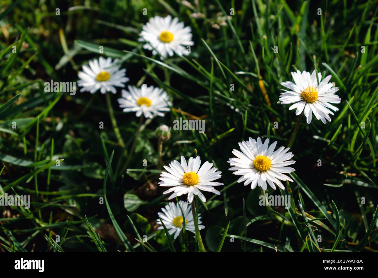 Daisy flower in a garden at springtime, edible flower, bellis perennis ...