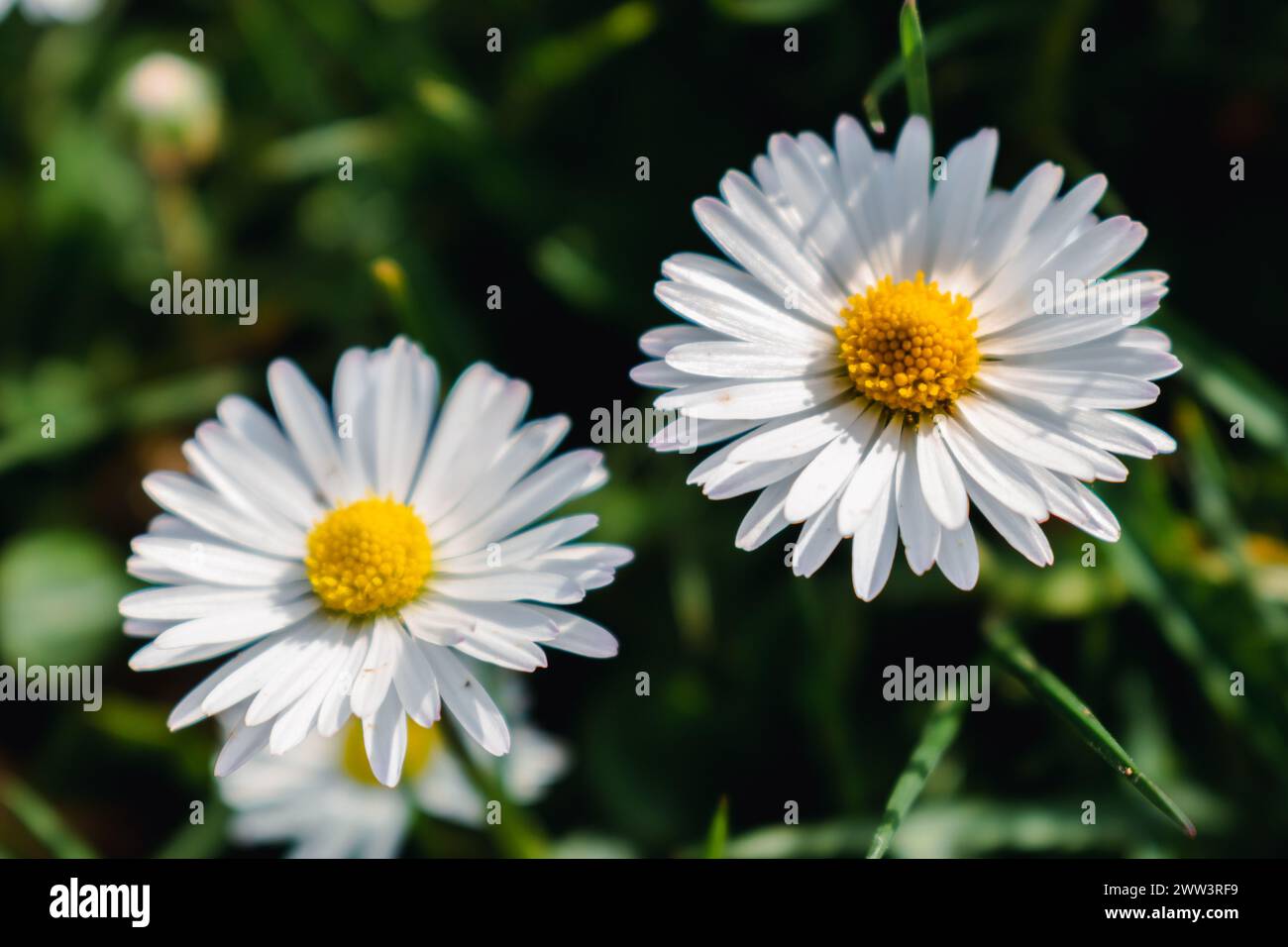 Daisy flower in a garden at springtime, edible flower, bellis perennis ...