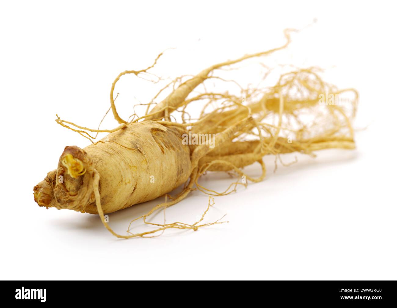 ginseng isolated on white background Stock Photo - Alamy