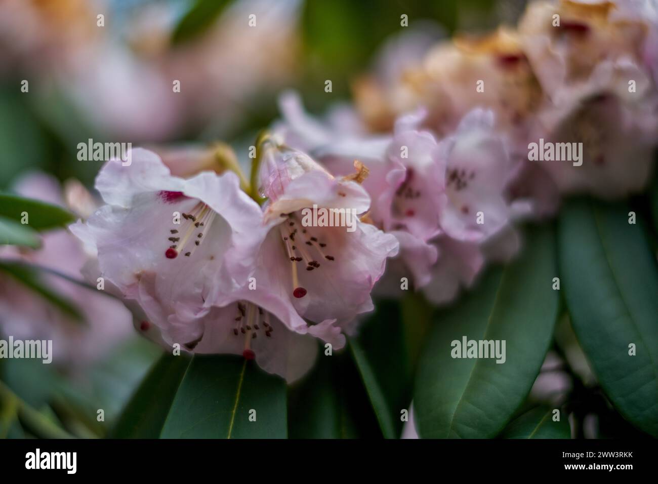 Early spring rhododendron blossom Stock Photo - Alamy