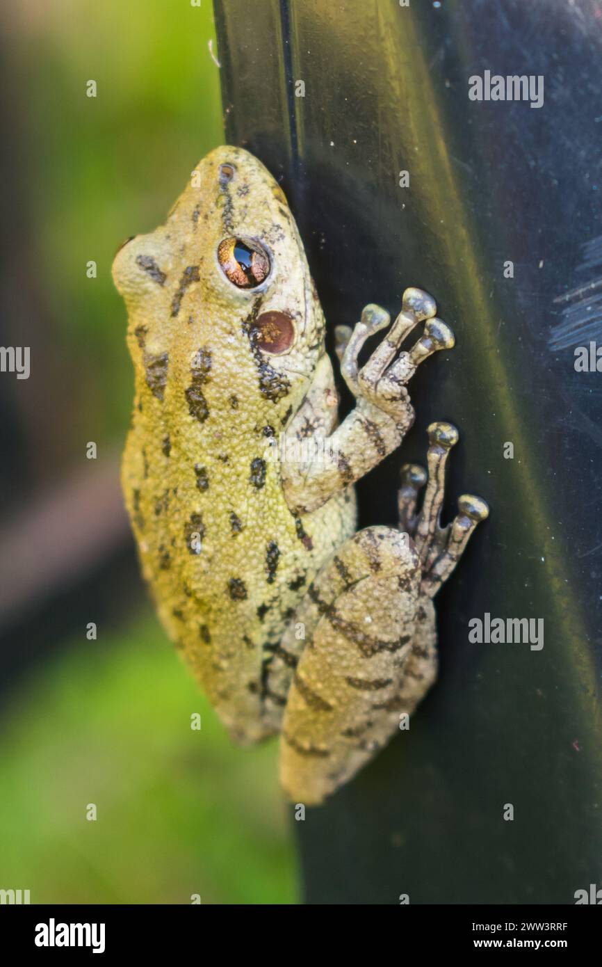 Fuscous-blotched Snouted Tree Frog (Scinax fuscovarius) in Sao ...