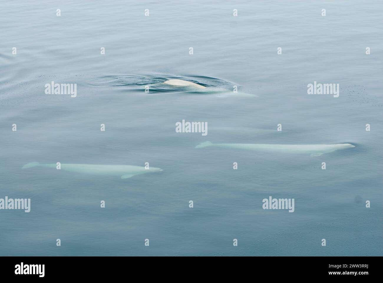 beluga whale, Delphinapterus leucas, adult in an open lead amidst the ...