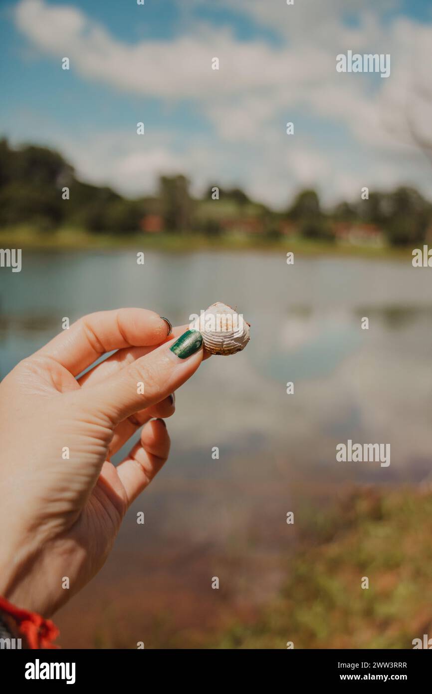 Seashell holding shell hi-res stock photography and images - Alamy