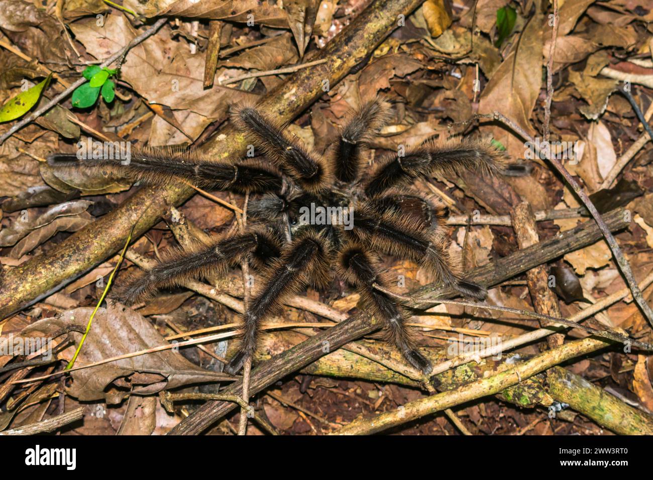 Wild native tarantula Grammostola sp. in the forest - Sao Francisco de ...