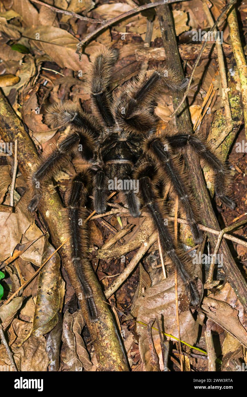 Wild native tarantula Grammostola sp. in the forest - Sao Francisco de ...