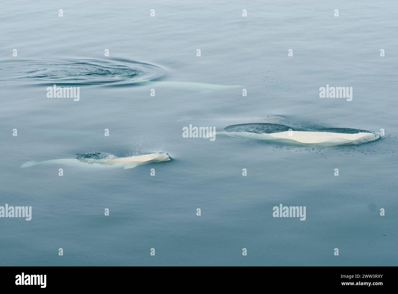 beluga whale, Delphinapterus leucas, adult in an open lead amidst the ...