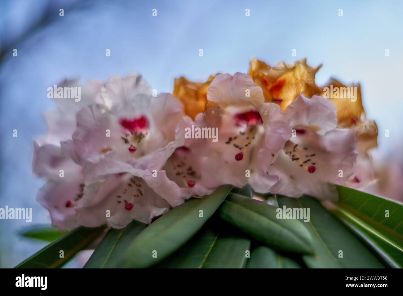 Early spring rhododendron blossom Rhododendron kalophytum Stock Photo ...