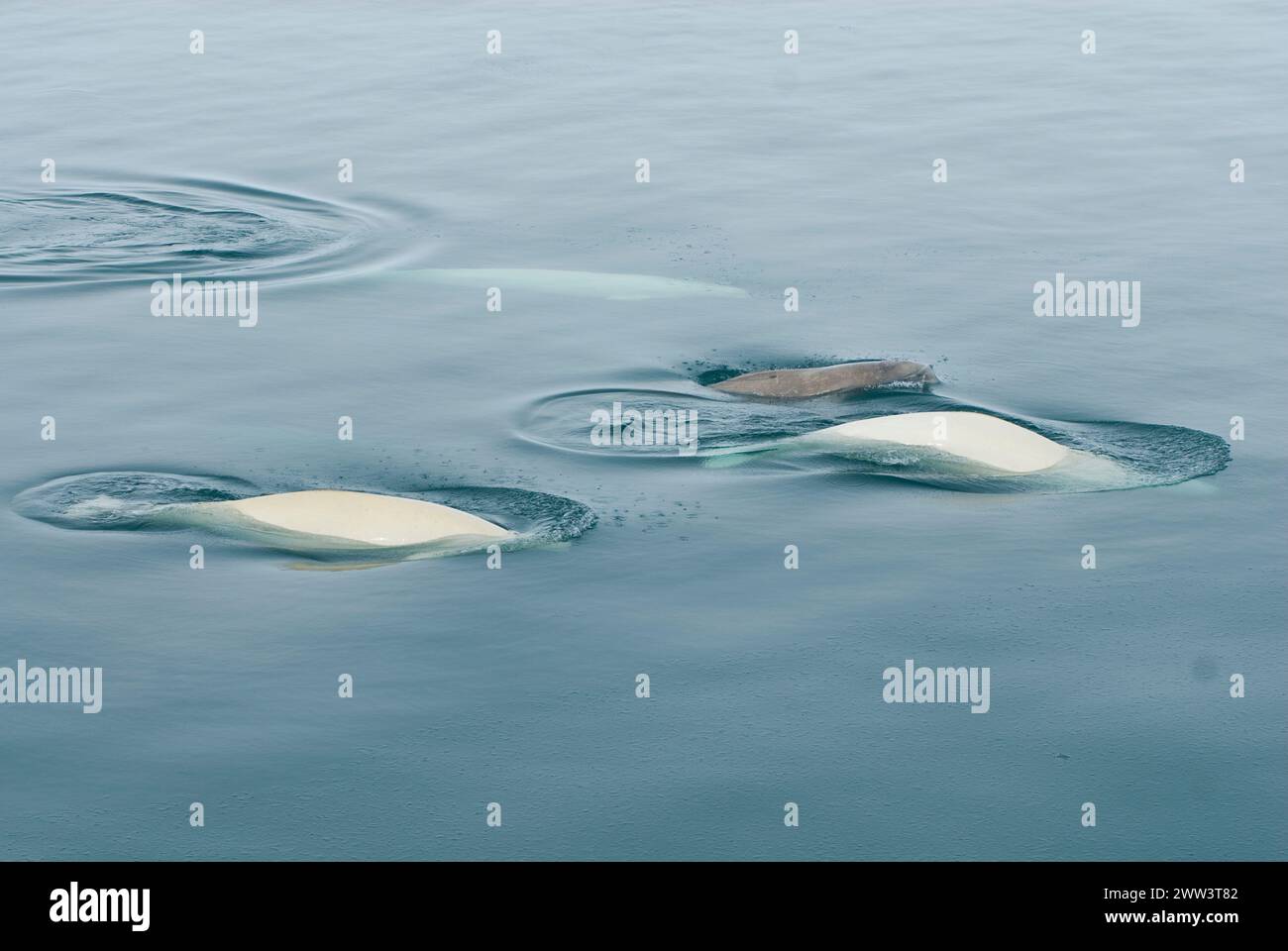 beluga whale, Delphinapterus leucas, adult in an open lead amidst the ...