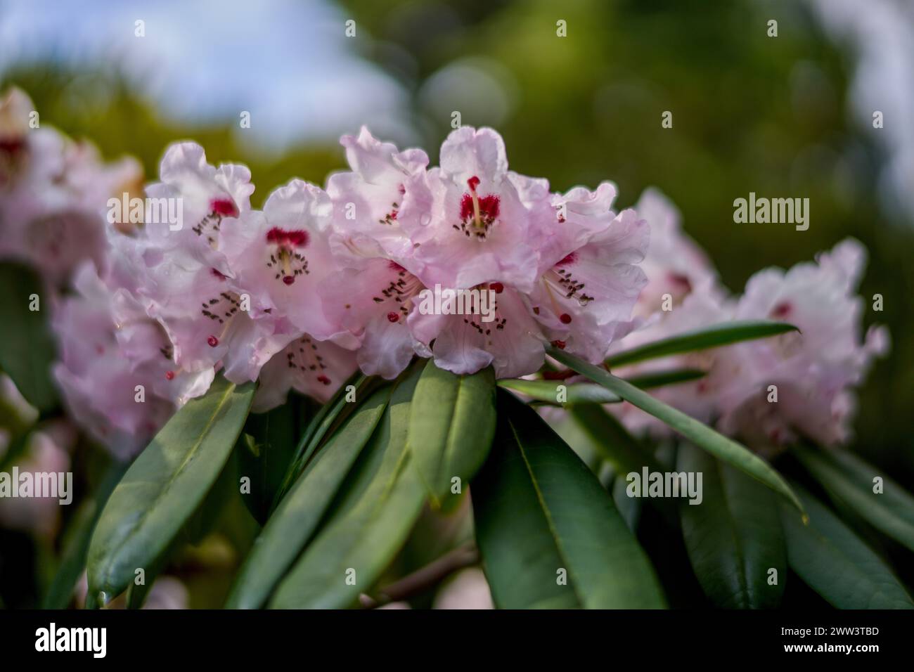 Early spring rhododendron blossom Rhododendron kalophytum Stock Photo ...