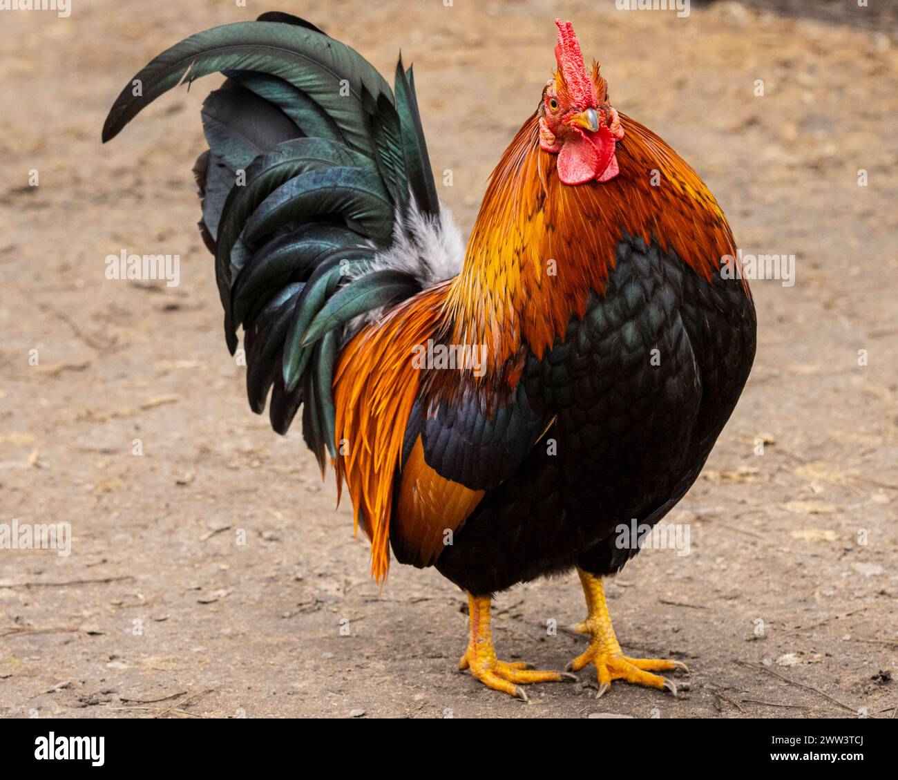 Franch Marans chicken rooster or cockerel, (Gallus gallus domesticus ...