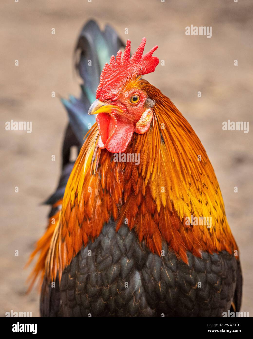 Orange chicken rooster hi-res stock photography and images - Alamy