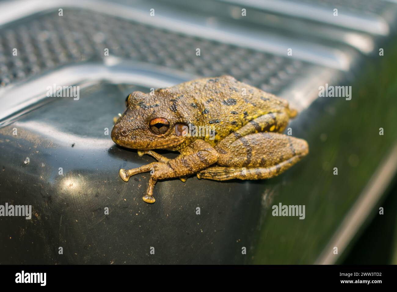 Fuscous-blotched Snouted Tree Frog (Scinax fuscovarius) in Sao ...