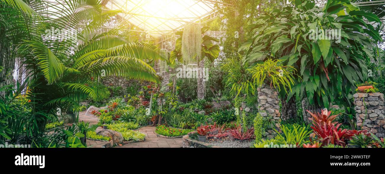 Tropical nature greenhouse, botanical garden. Araceae, philodendrons ...