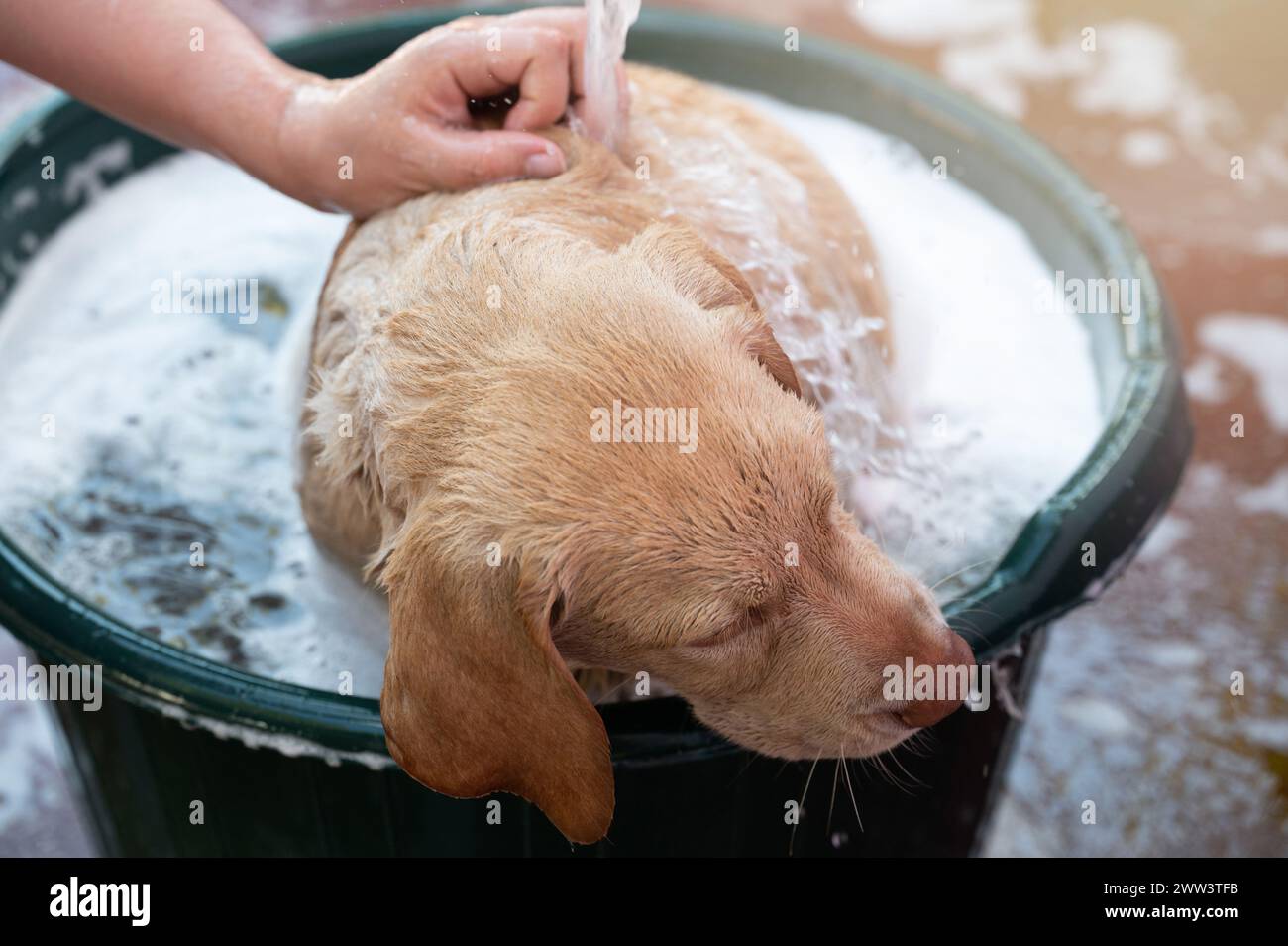 Washing dog labrador pet in bath with soap and shampoo Stock Photo - Alamy