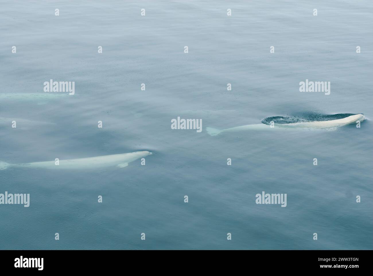 beluga whale, Delphinapterus leucas, adult in an open lead amidst the ...