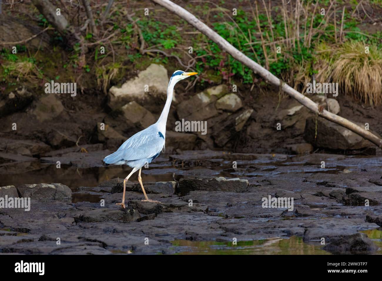 The eastern great egret, a white heron in the genus Ardea, fishing at ...